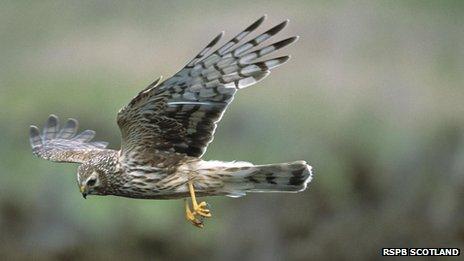 Hen harriers 'reach 20-year high' on Orkney - BBC News