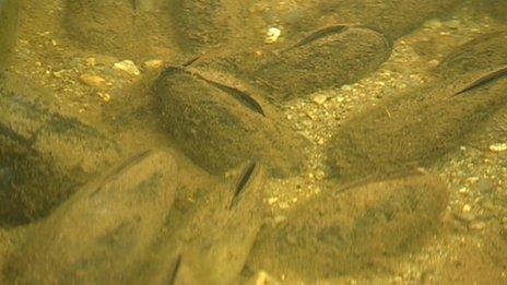 River Clun: Pearl mussel protection project begins - BBC News