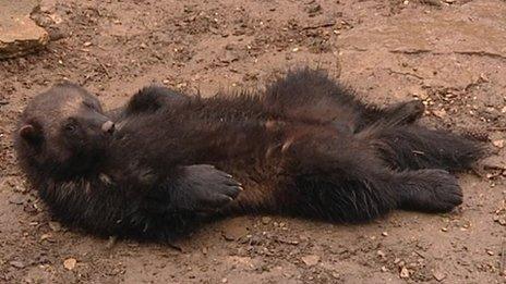 First UK wolverine cubs born at Cotswold Wildlife Park - BBC News