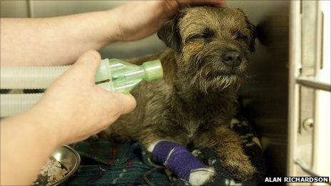 Dog survives Dundee blaze rescue drama - BBC News