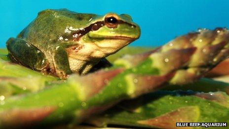 Tree frog found in supermarket asparagus in Portsmouth - BBC News