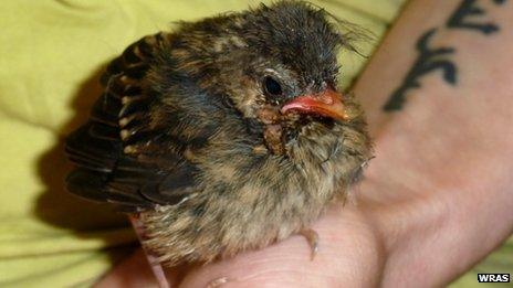 Fledgling dunnock rescued from youths in Newhaven - BBC News