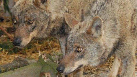 Blackpool Zoo welcomes pack of Iberian wolves - BBC News