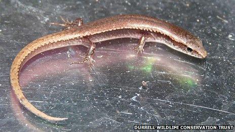 Durrell's breeding success for endangered orange-tailed skinks - BBC News