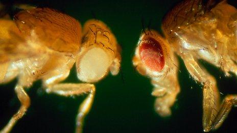 Fruit flies learn to spot eligible females by smell - BBC News
