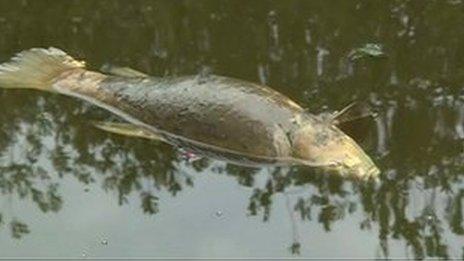 Mystery over death of 250 fish in Didcot - BBC News