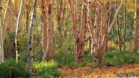 British Museum studies trees used by ancestors to bind ships and ...