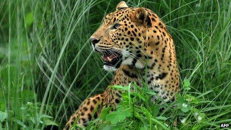 India WWF report says four leopards killed every week - BBC News