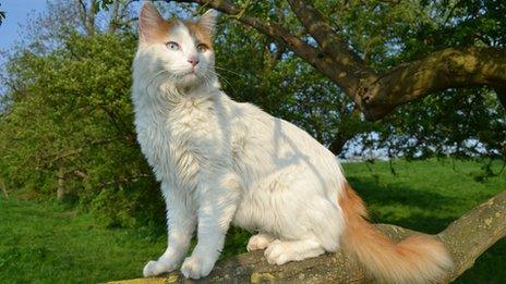 Oscar the 'Asbo cat' under curfew in Wingrave home - BBC News