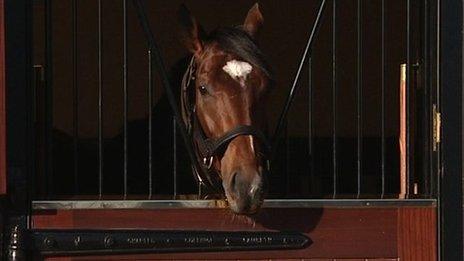 Frankel: 'Super stud' stallion in demand for £125,000 a time - BBC Sport