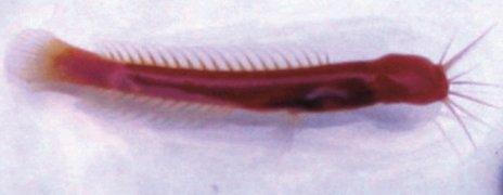 Blind cat fish species discovered - BBC News