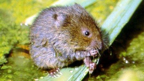 Kielder Water & Forest Park to reintroduce water voles - BBC News