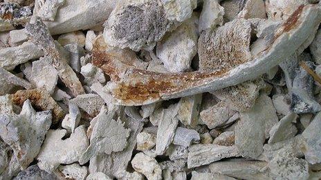 Mersea Island ancient bones to be examined - BBC News