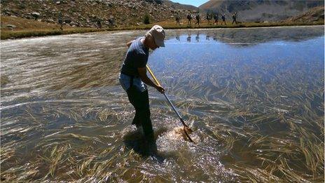The bug-hunters discovering new species in their spare time - BBC News