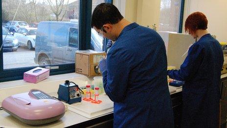 Test finds any horse DNA without doubt, says lab - BBC News