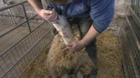 Bath police patrol fields after dog attacks on sheep - BBC News