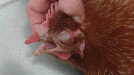 Beaky Becky: The bird with a new prosthetic beak - BBC News