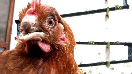 Beaky Becky: The bird with a new prosthetic beak - BBC News