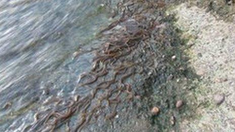 Elvers released into River Severn in Shropshire - BBC News