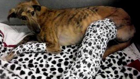 Dog shot '17 times with airgun' in Standish - BBC News
