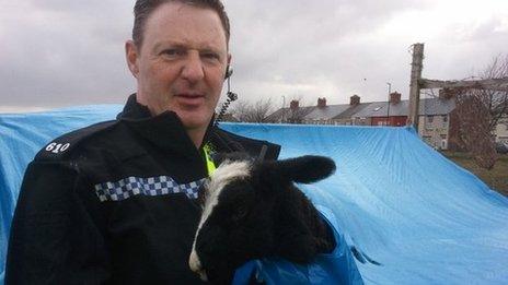 Lamb is lucky find for Sunderland police officer - BBC News