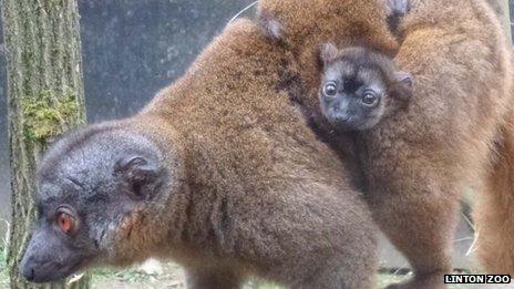 Linton Zoo celebrates rare white-collared lemur birth - BBC News