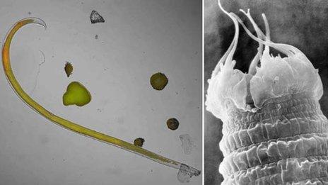 Antarctic nematodes and climate change - BBC News