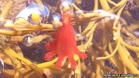 'Citizen scientists' uncover North Sea life - BBC News
