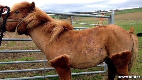 Pony mutilated during 'sickening' attack in Inverurie - BBC News