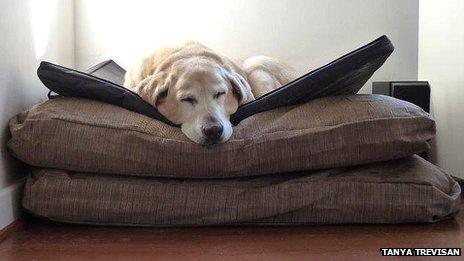 Longevity secrets of readers' pets who lived past 100 'dog years' - BBC ...