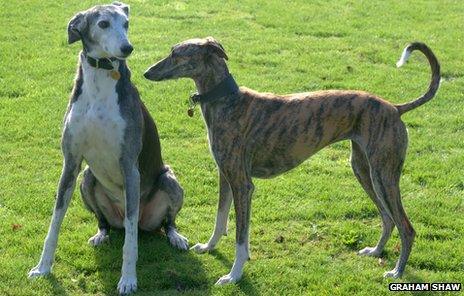 Longevity secrets of readers' pets who lived past 100 'dog years' - BBC ...