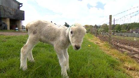 Lamb has ears cut off in attack on Nottinghamshire farm - BBC News