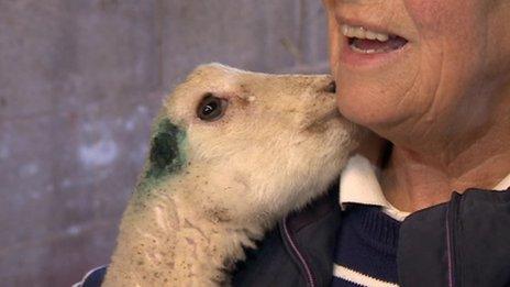 Lamb has ears cut off in attack on Nottinghamshire farm - BBC News