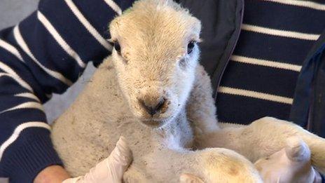 Lamb has ears cut off in attack on Nottinghamshire farm - BBC News