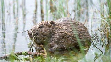 Wild beavers spotted in Devon to be 'rehomed' - BBC News