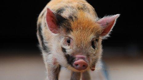 'Peppa' pig in Peterborough hog roast stand-off - BBC News