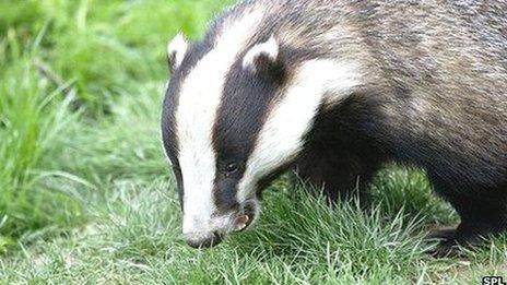 How did the Irish badger cull play out? - BBC News
