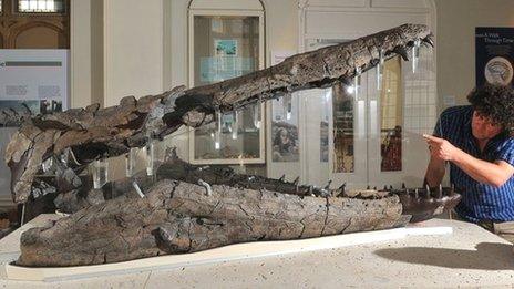 Kevan Sheehan: Dorset man names new pliosaur - BBC News