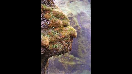 Readers' photos of faces glimpsed in things - BBC News