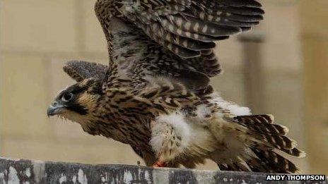 Norwich Cathedral peregrine falcons' last chicks fledge - BBC News