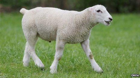 Gotham attack victim lamb wears a hat to help his recovery - BBC News