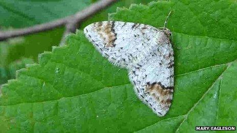Rare moth spotted after butterfly hunters miss Mull ferry - BBC News
