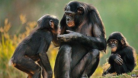 Study confirms social brain theory - BBC News