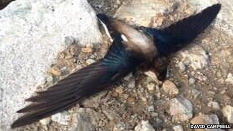 Birdwatchers see rare white-throated needletail fly into turbine on ...