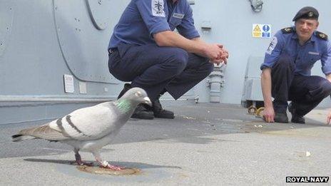 Stowaway pigeons rescued off UK coast by the Royal Navy - BBC News