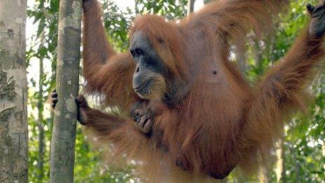 Sumatran orangutans: Meeting the refugees of the lost rainforest - BBC News