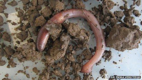 Worm poo's window into past climate - BBC News
