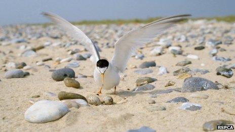 Rare little tern colony at Crimdon: Reward offered to find thieves ...