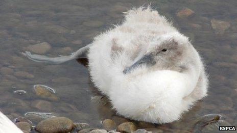 Cygnet dies after stone attack by boys on River Ogmore - BBC News