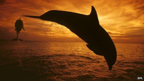 Dolphins have 'longest social memory' among non-humans - BBC News